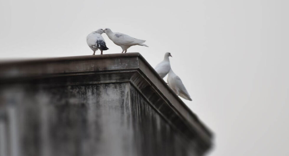 How To Keep Birds Off Your Commercial Flat Roof